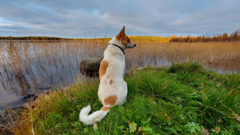 Pohjanpystykorvan kotimaasta kiistellään edelleen – rotu on ...