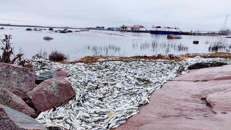 Döda fiskarna i Hangö led inte av någon sjukdom | Västnyland | Svenska Yle
