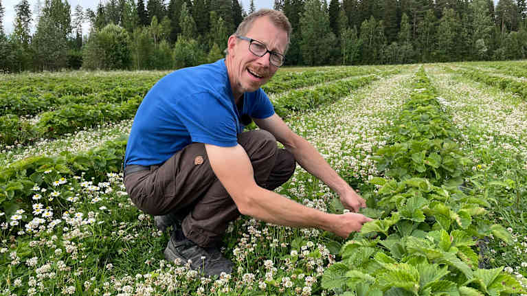 Suomalaisten herkku uhattuna – on katoava lajike, sanoo ammattilainen ...
