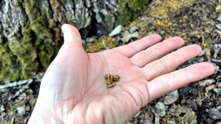 Flying squirrel poop may cause roadblock for Pori development | Yle ...