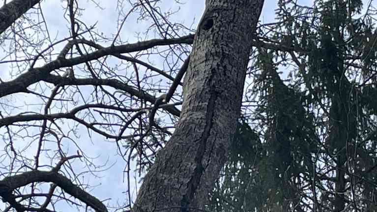 Yön arvoituksellinen liitelijä voi löytyä lähempää kuin aavistatkaan ...