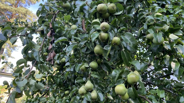 Puutarhaharrastajat hankkivat nyt rohkeasti myös eteläisen alueen ...