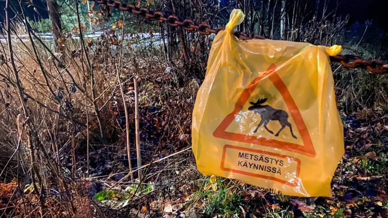 Hirvenmetsästyskausi alkaa Kainuussa huomenna | Kainuu | Yle