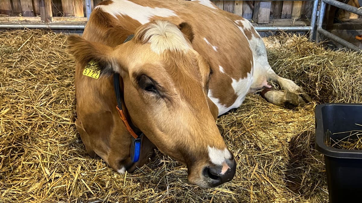 Kesäinen syyspäivä innosti tuhansittain vieraita Kajaanin ...