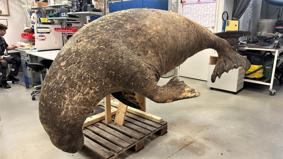 Finland to display famous walrus at Museum of Natural History | Yle ...