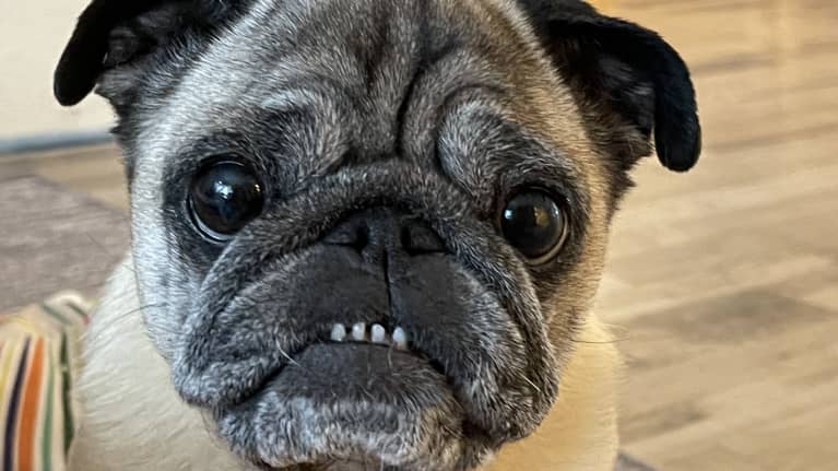 Initiativ om kommunal veterinärtjänst slog rekord – fler Åbobor än någonsin skrev under ett ...