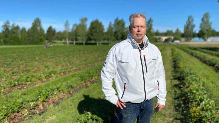 Mansikkasato on harvinaisen aikainen – toiminnanjohtaja: ”Kannattaa ...