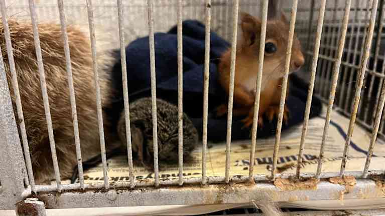 Lidlin muovipussista löytyi elävä liito-oravan poikanen – katso ...