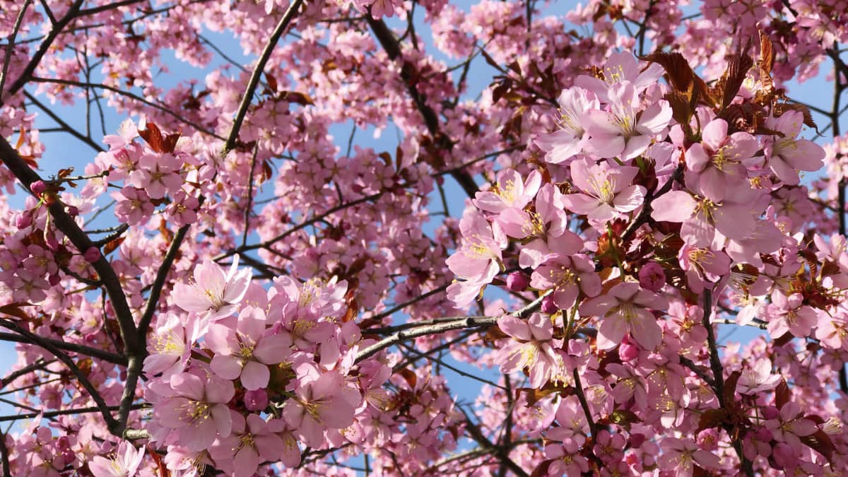 Vaasa hakee kaupunkilaisilta ideoita yhteisten varojen käyttöön ...