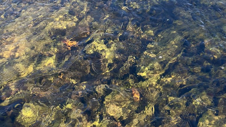 Suoallikoita, raakkuja ja kirjailijoita tarjoaa Joensuussa pidettävä ...