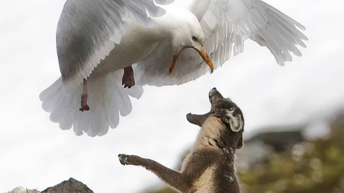 Birdlife Finland: Gulls, crows 'fiercely' protect young in breeding ...
