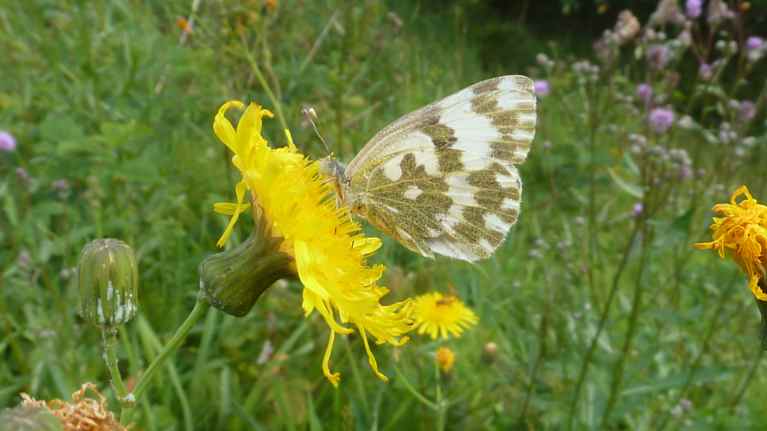 Suomeen pölähti yllättäen satojatuhansia perhosia, jotka ovat täällä ...