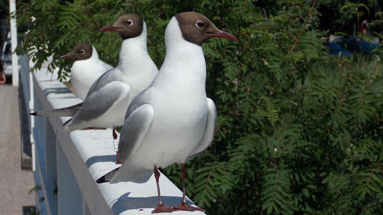 Måsar i Musa stängde lekpark | Åboland | Svenska Yle