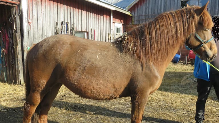 Poliisilla erikoinen huutokauppa Pohjanmaalla: ”En usko, että kukaan poliisi on tässä maassa ...