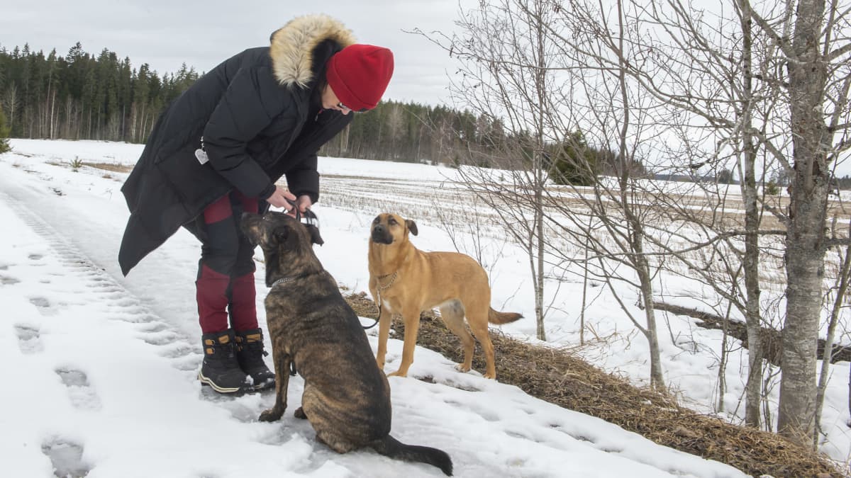 Sodan keskeltä pelastetusta koirasta ei välttämättä ole enää lasten leikkikaveriksi – näin ...