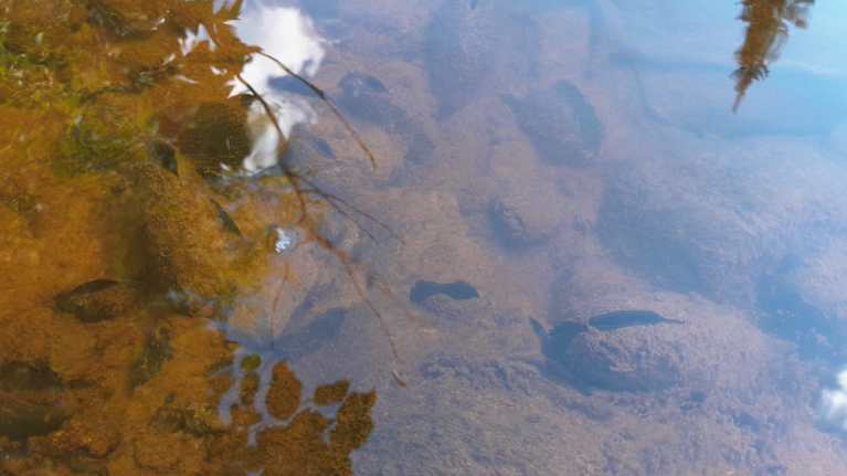 Biologer såg skogsmaskin köra över skyddade musslor – förarens ...