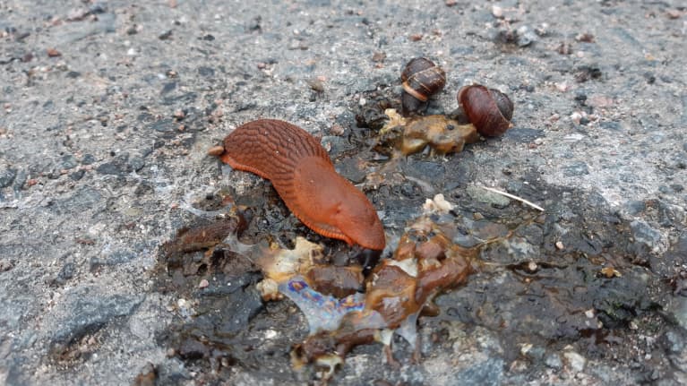Limainen vieraslaji on ollut Riihimäen riesana vuosia – näin kaupunki ...