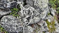 A dried juniper on rocks.