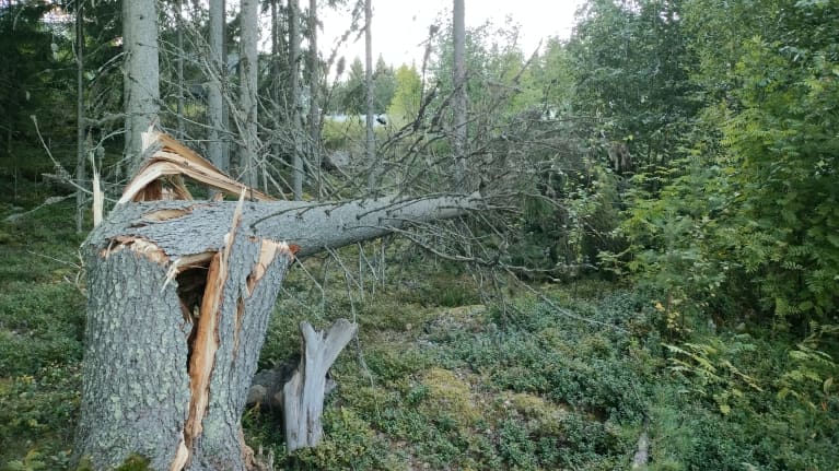 Syysmyrskyn tuulen normaalista poikkeava suunta on aiheuttanut paljon ...