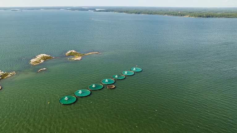 MOT pyysi eläinlääkäreiden raportteja kalojen hyvinvoinnista – niitä ei ...