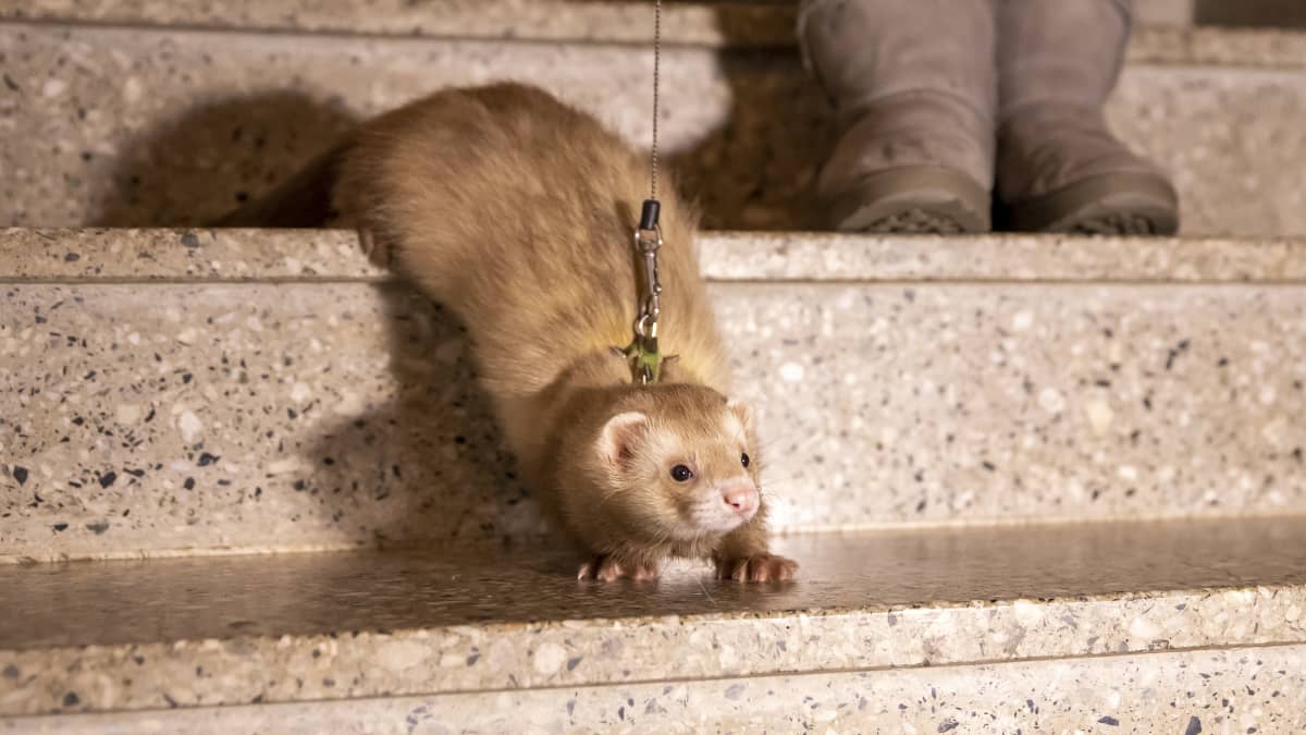 Fretti on kovapäinen petoeläin, mutta lemmikin omistajaa se vain ...