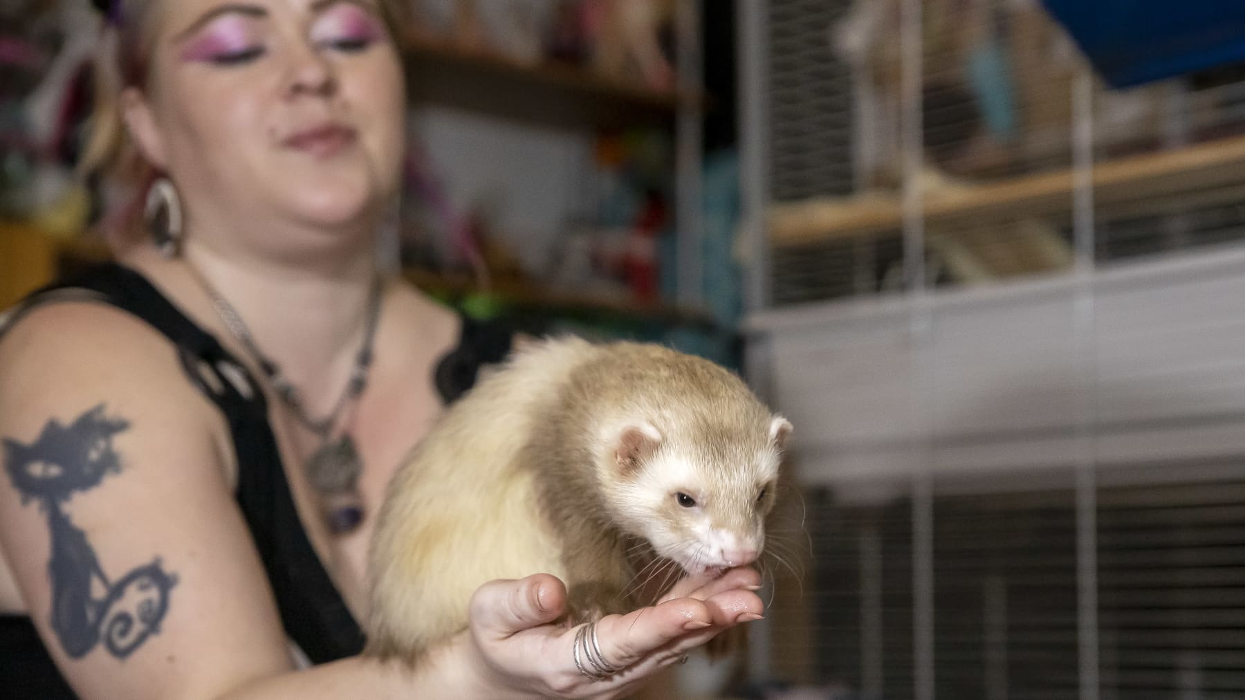 Fretti on kovapäinen petoeläin, mutta lemmikin omistajaa se vain ...