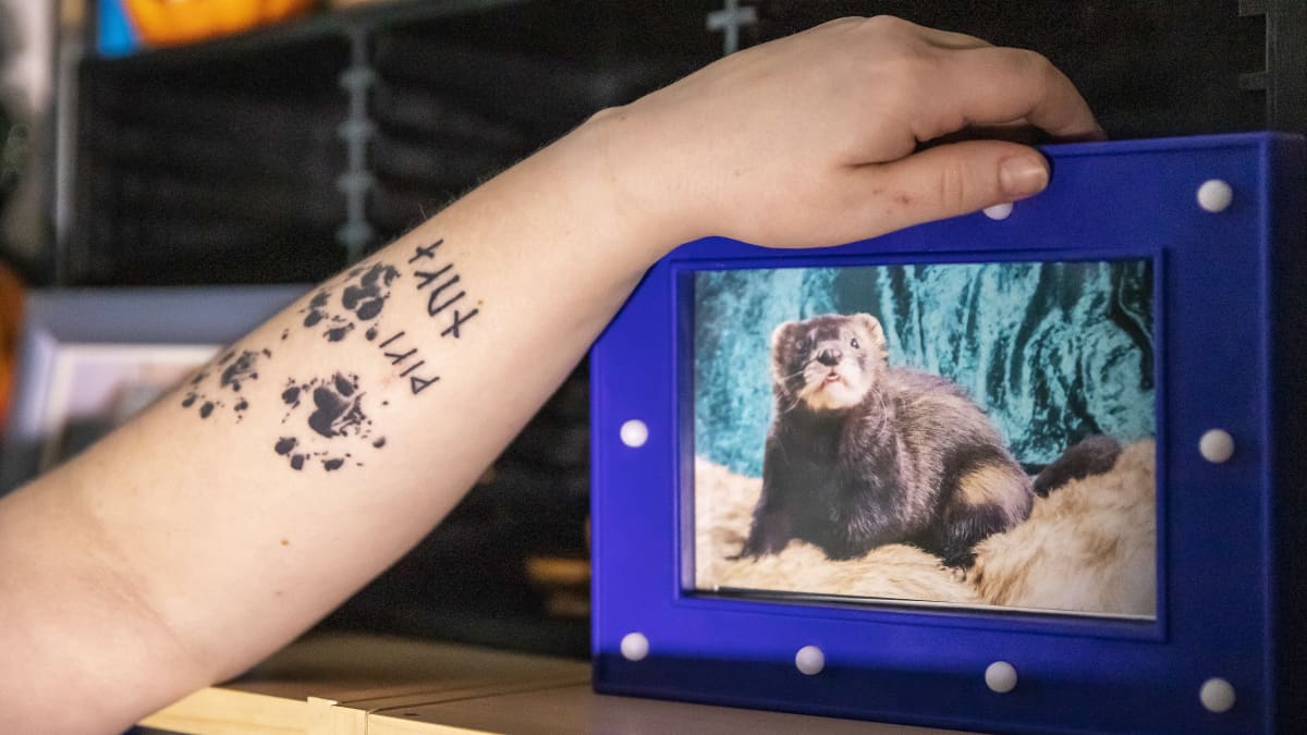 Fretti on kovapäinen petoeläin, mutta lemmikin omistajaa se vain ...