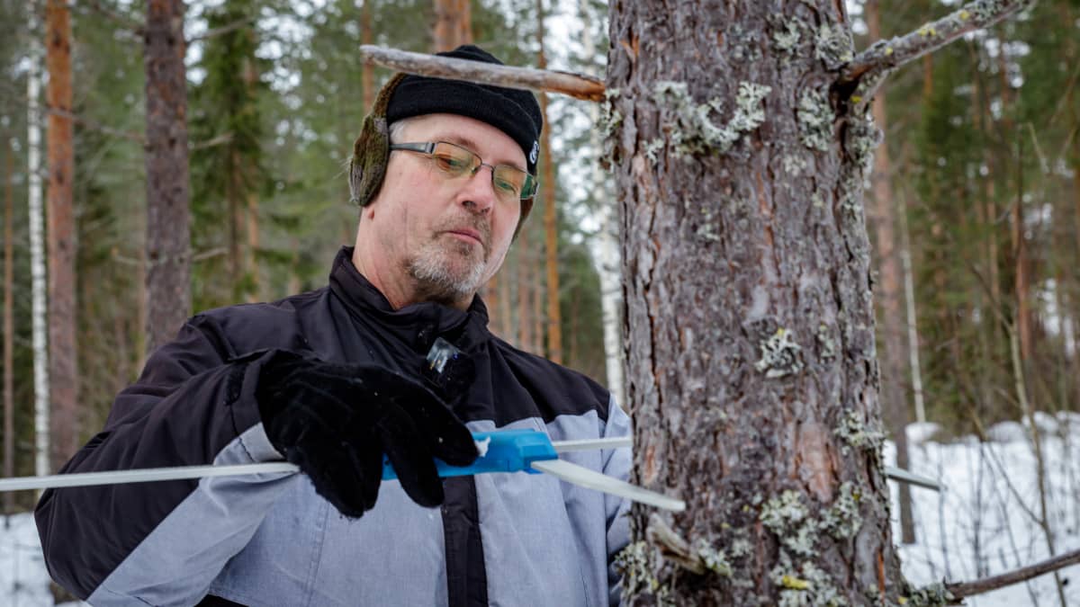 Tältä näyttää laittoman harvaksi hakattu metsä: ”Jos tämä olisi minun ...