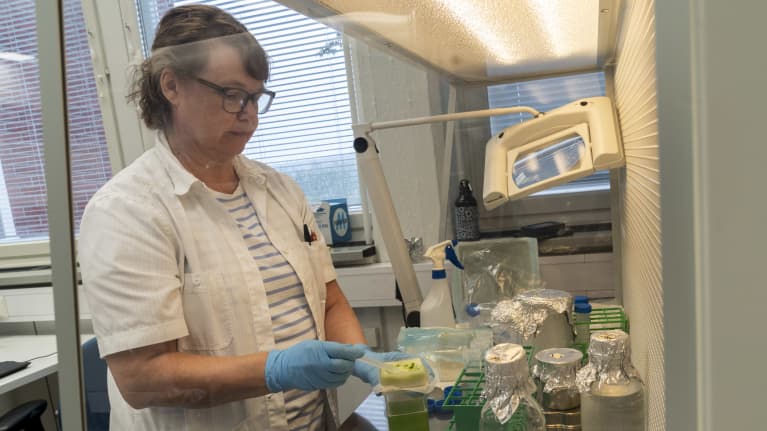 Syödäänkö Suomessa pian luonnottomia supervihanneksia? EU haluaa ...