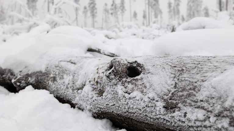 Liito-oravan suojelu on jätetty metsä­ammattilaisten vastuulle ...