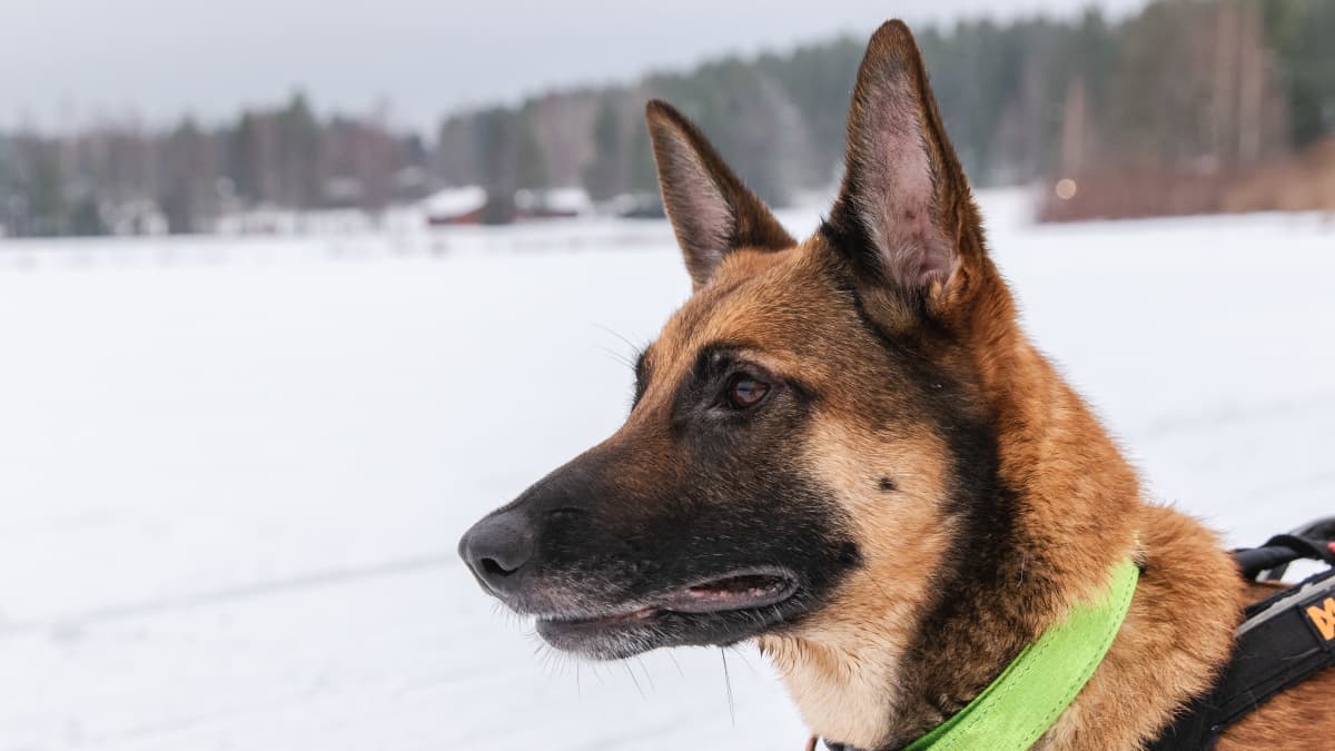 Belgianpaimenkoira putosi jäihin Paraisilla – Pintapelastajat auttoivat ...