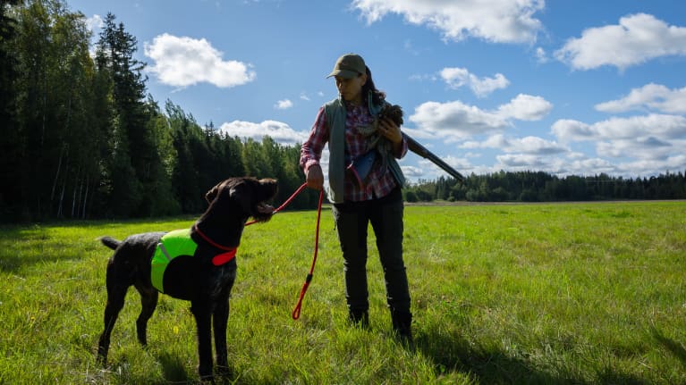 Mikä on mennyt pieleen, jos metsästyskoira pakenee laukausta? Aina ei ...