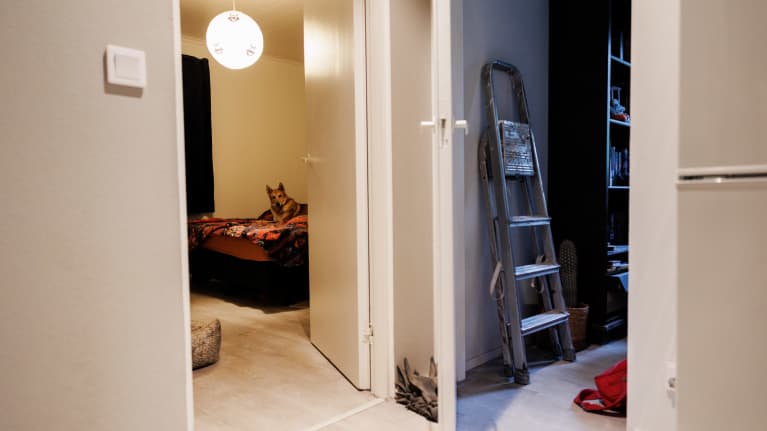 Funja on niin arka koira, että se syö pillereitä ja saa koulutusta ...