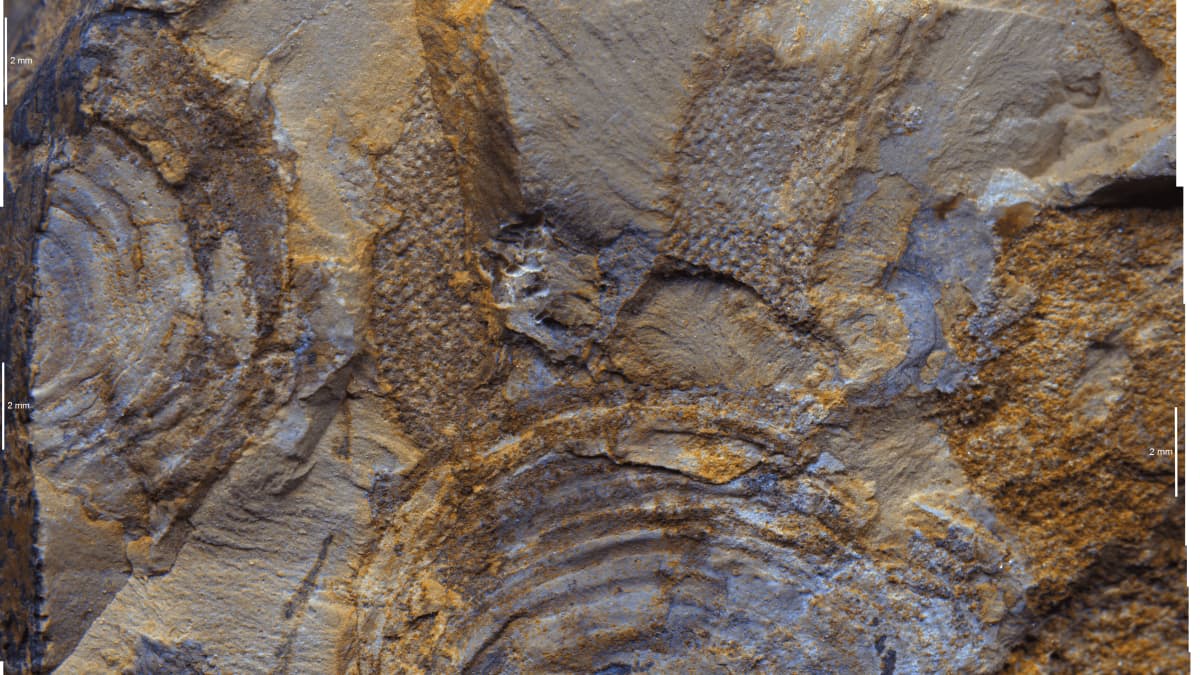 Fossiilien perinpohjainen penkominen hämmästytti tutkijat: olivatko ...