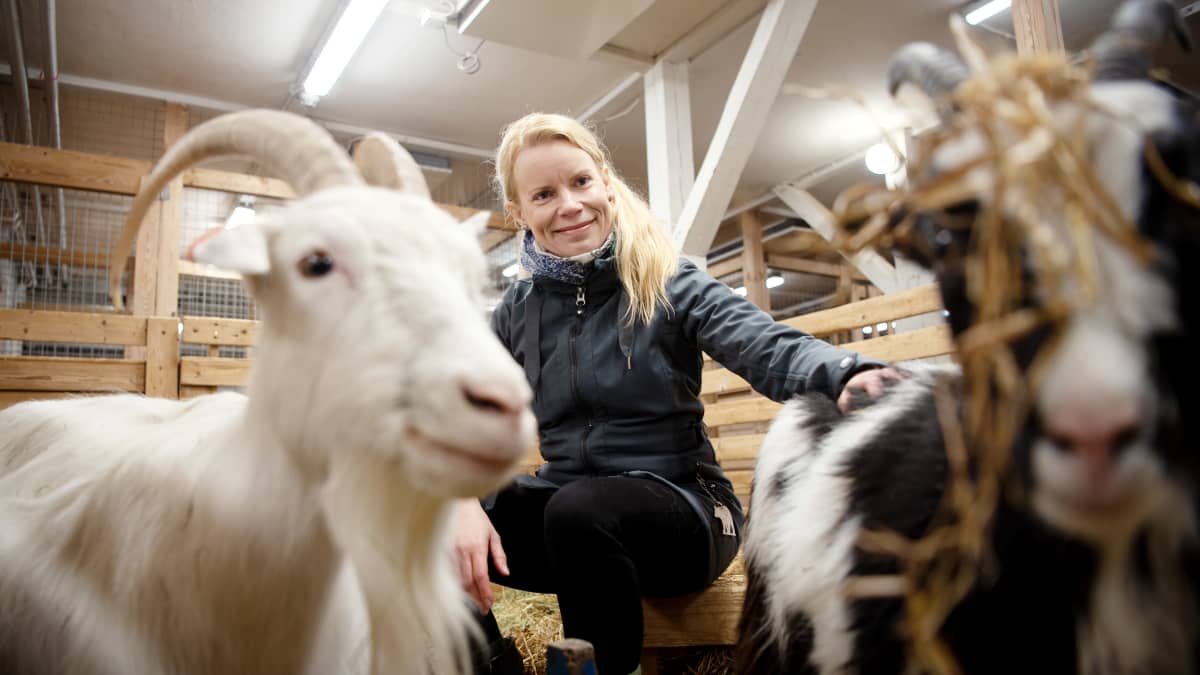 Kurjet tanssivat suuria tunteita, eivätkä rennot lehmät ammu – eläinten ...