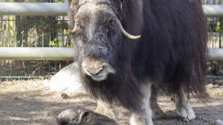 Sudden birth of musk ox calf surprises Helsinki's Korkeasaari Zoo | Yle ...