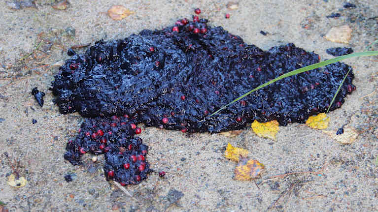 Vem har bajsat? Testa hur duktig du är på att identifiera olika djurs ...