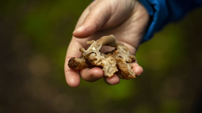 Korvasieniin jää myrkkyä käsittely­tavasta riippumatta – Ruokavirasto ...