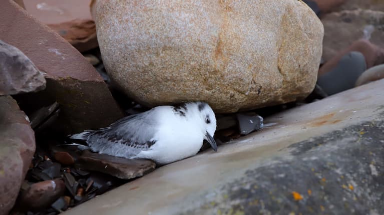 Lintuinfluenssavirus tappoi siipikarjaa jo 150 vuotta sitten ...