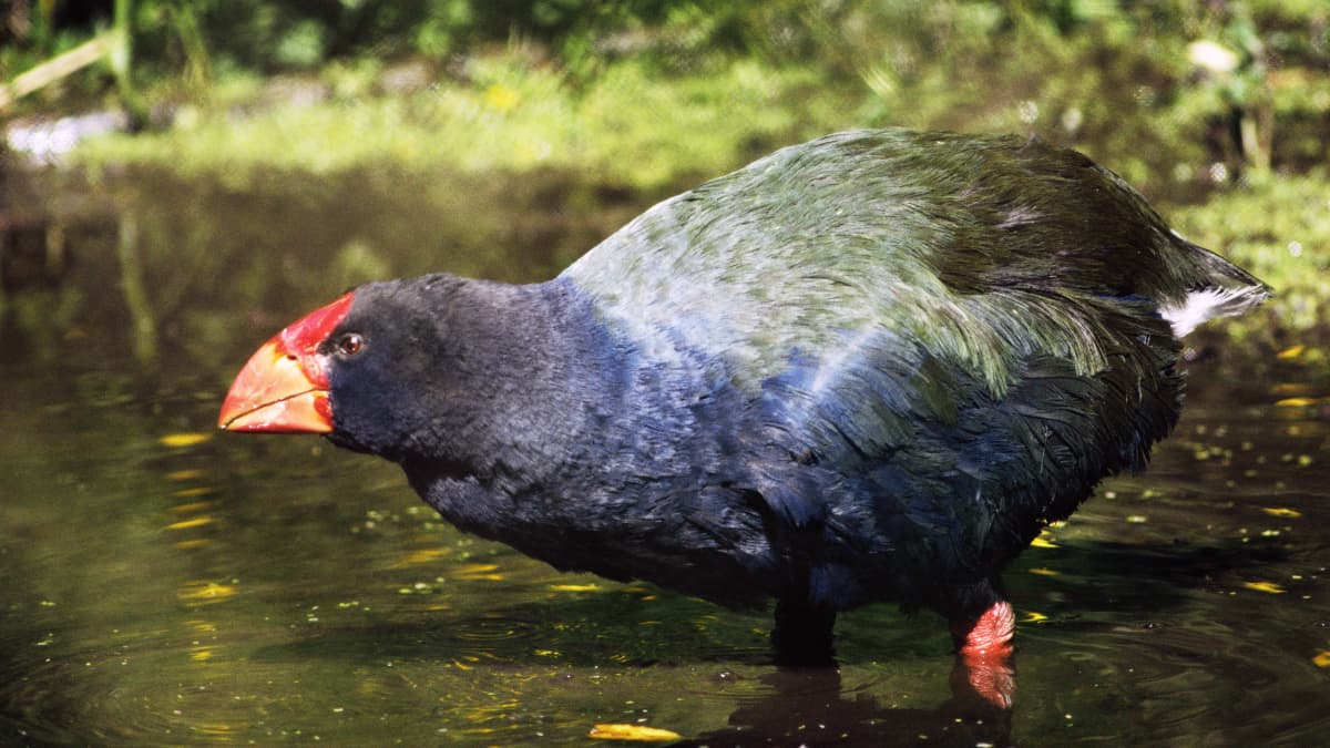 Kerrankin näin päin: sukupuuttoon kuolleeksi luultu lintu on palautumassa luontoon Uudessa ...