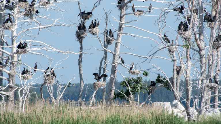 Ingen skarvjakt i Österbotten i år: ”Vi tycker det är helt absurt ...