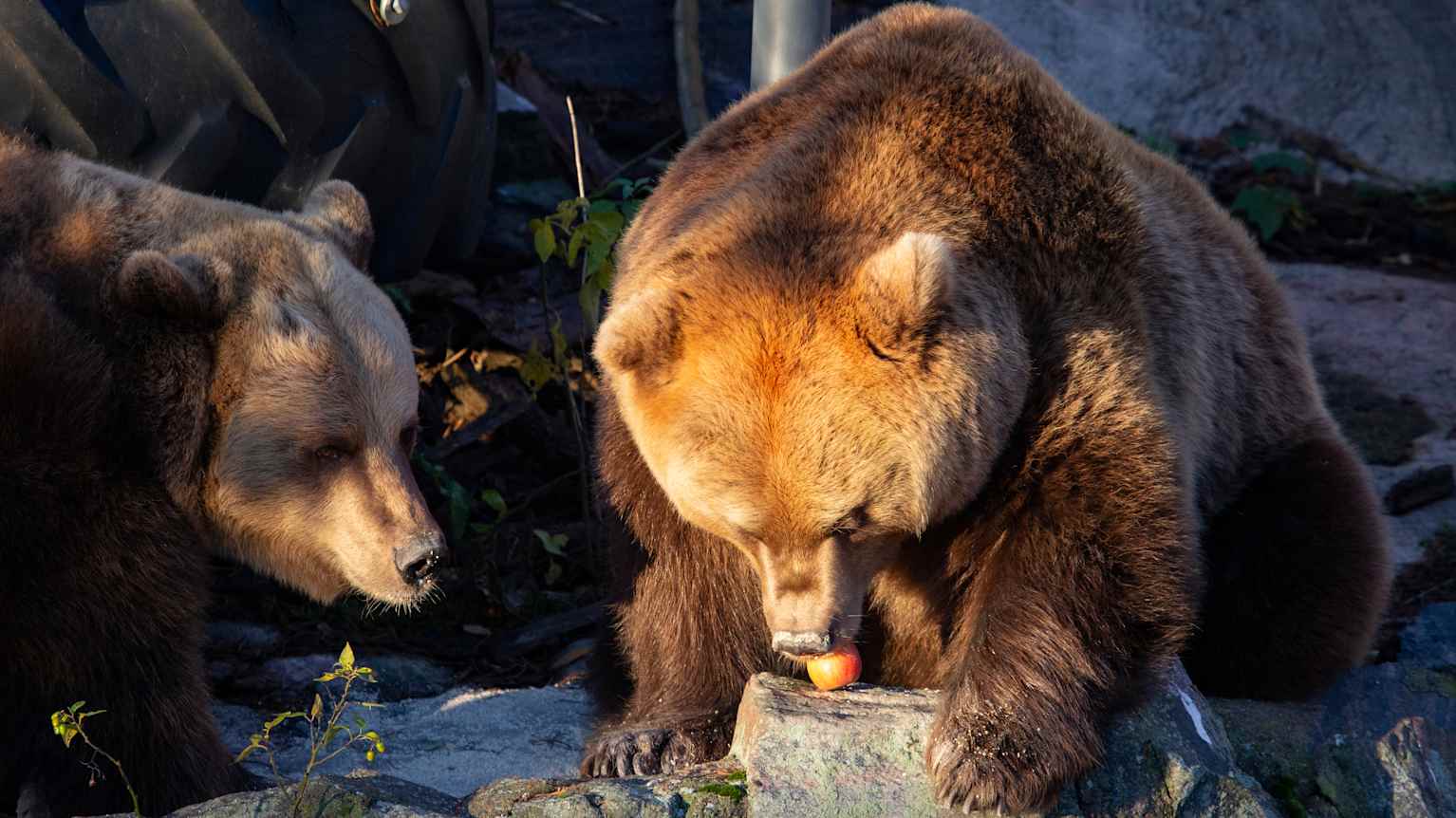 hibernating animals bbc