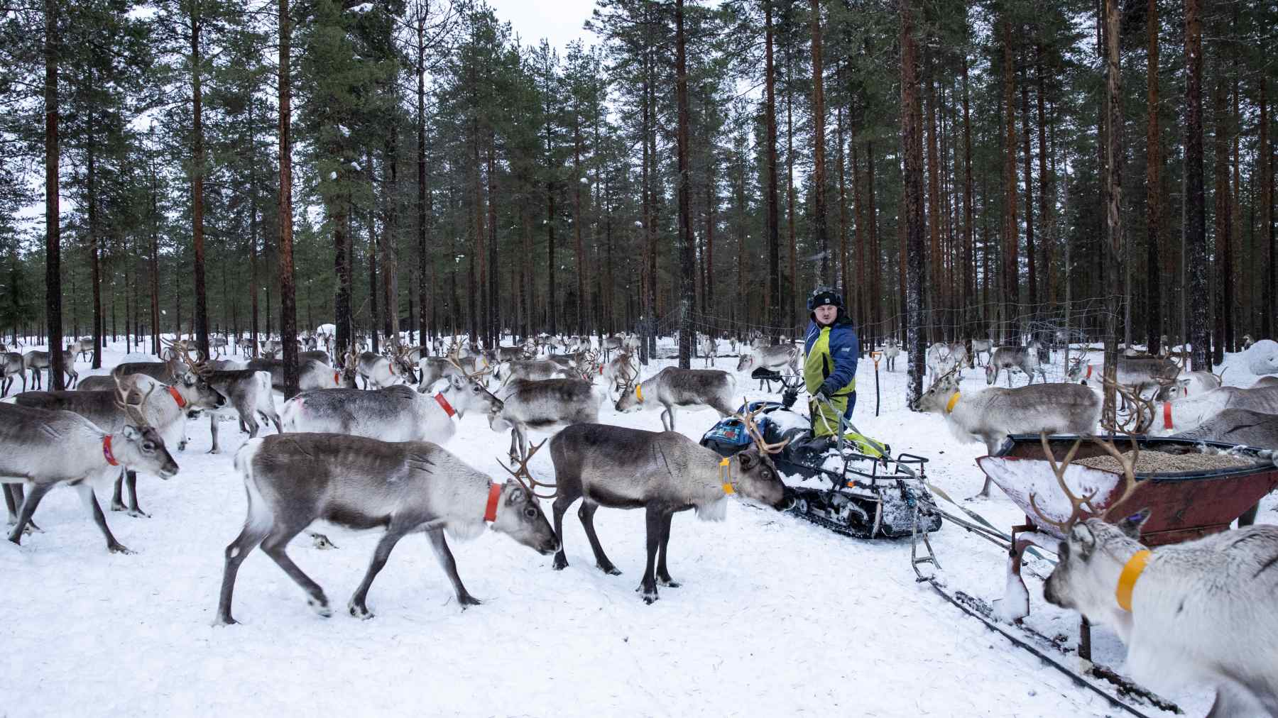 Jenni Vuolo, 28, päätti palata kotikonnuilleen: ”Joskus mietin olenko ...