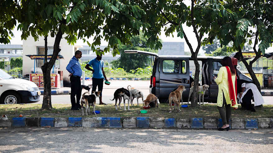 Rikkaat aktivistit pelastavat katukoiria Intiassa – ”Tunnen enemmän ...