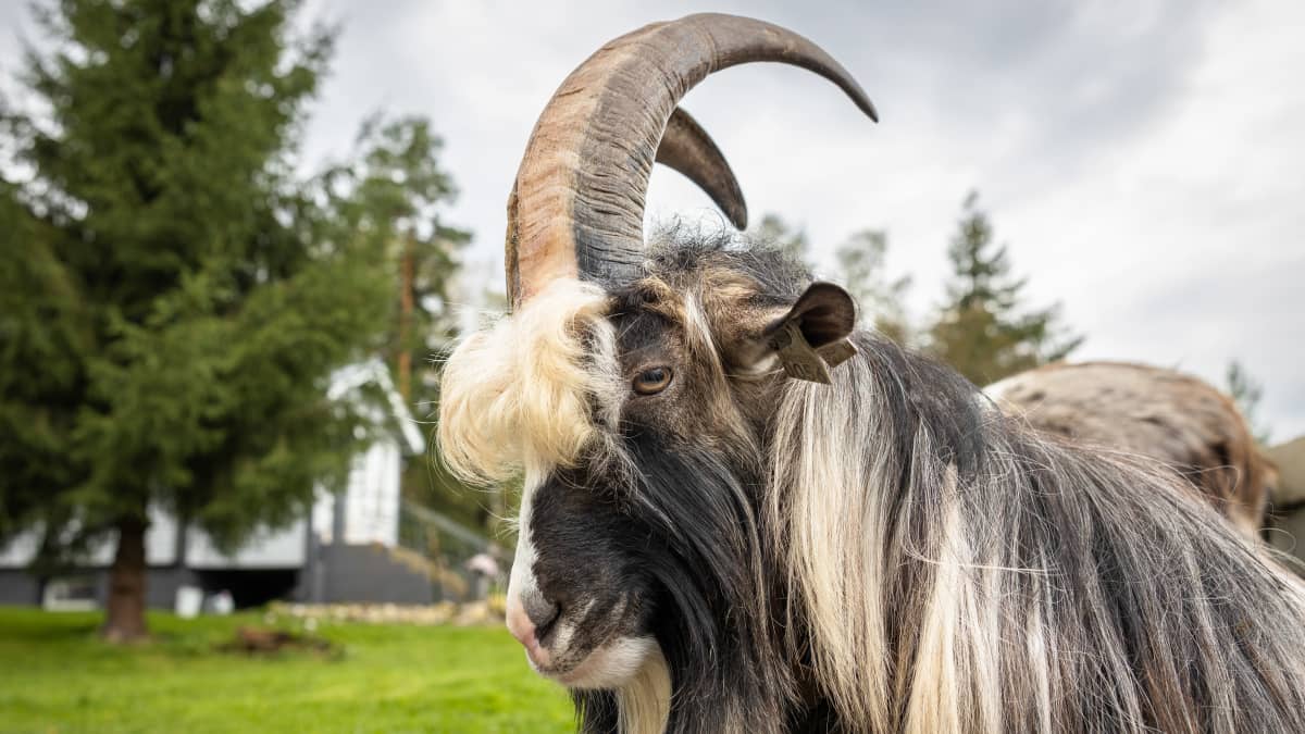 Seppo-vuohi kakkaa katolta koirien päälle ja opettaa kilinsä pahoille ...