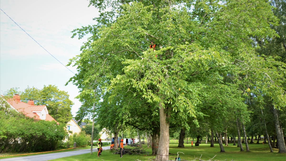 Vaasassa paljon vanhoja arvopuita – satoja vuosia vanhan puun ...