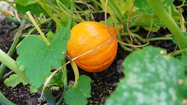 Pumpan är trädgårdens roligaste grönsak – den växer snabbt, är enkel att odla och ger frukter i ...