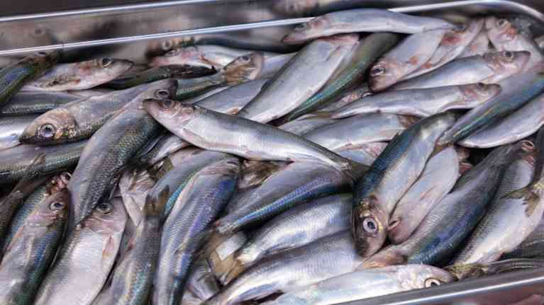 Strömming en fisk på uppsving – branschfolk ser kvoten som en bra ...