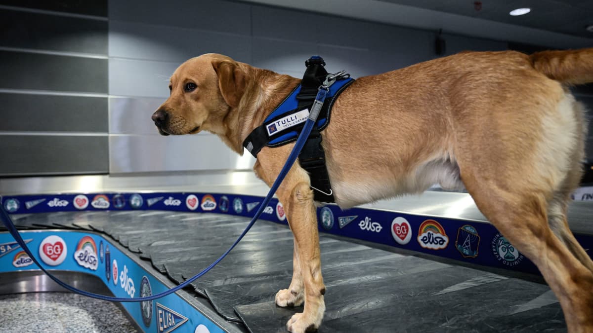 Tullikoirat haistoivat 80 kilon edestä kiellettyä lihaa, kun ...