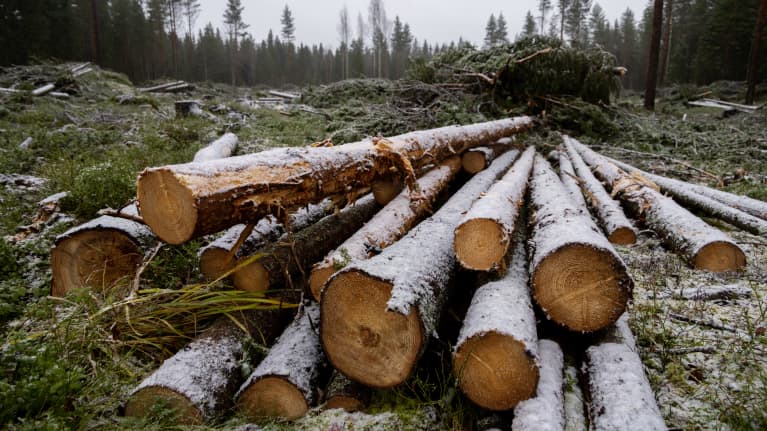 Puutavarankuljettajilla ankeat ajat: ”Päivä kerrallaan mennään ...